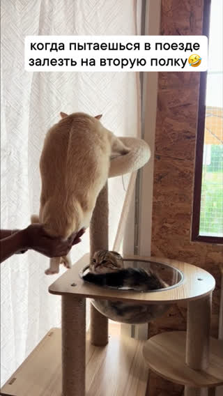 Клипы Кошарик