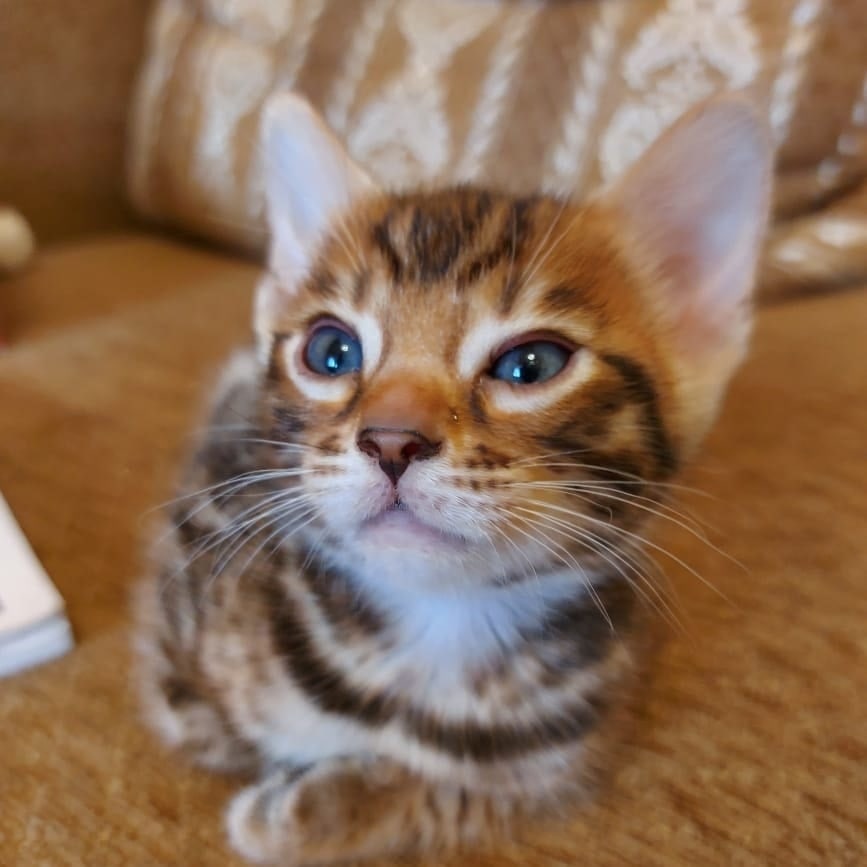 Питомник бенгальских кошек